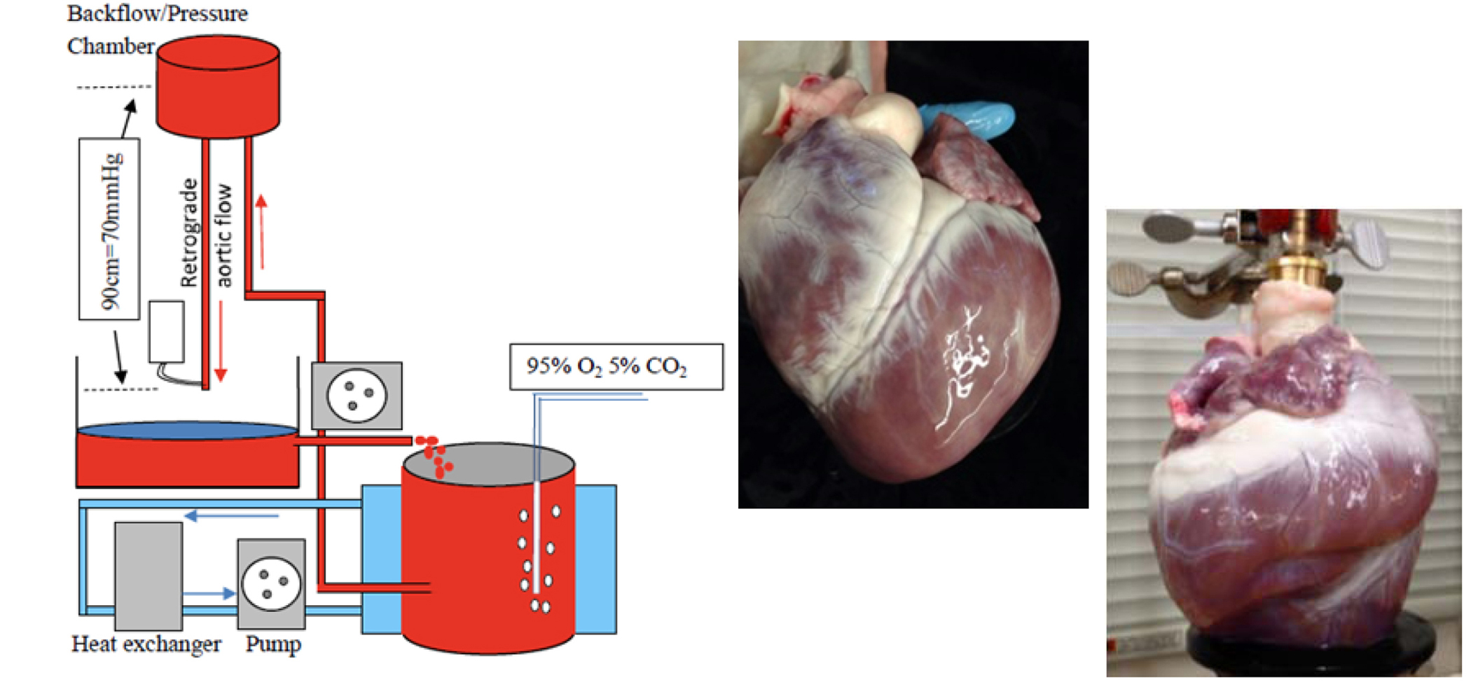 The DU Cardiovascular Biomechanics Lab