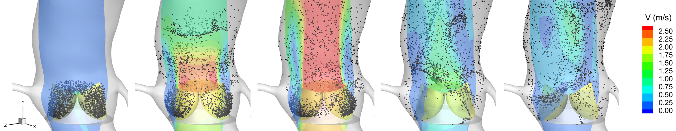 The DU Cardiovascular Biomechanics Lab